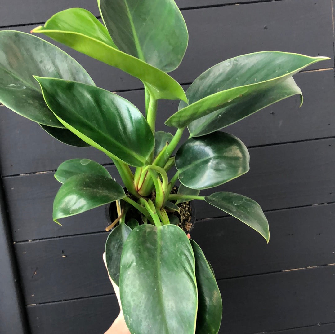Philodendron Congo Apple – Twenty-Two Stones Lifestyle Boutique